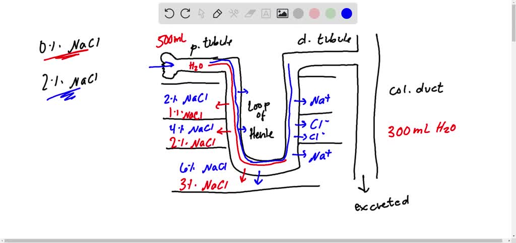 You are exploring kidney function in kangaroo rats. You measure urine ...