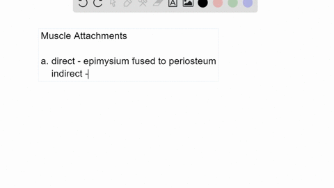 SOLVED:Distinguish between (a) direct and indirect muscle attachments ...