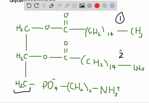 SOLVED:Describe the similarities and differences between lecithins and ...