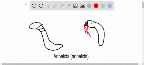 SOLVED:The longest known species of worms is the earthworm Microchaetus ...