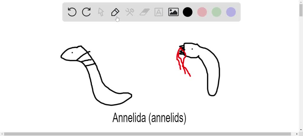 SOLVED:The longest known species of worms is the earthworm Microchaetus ...