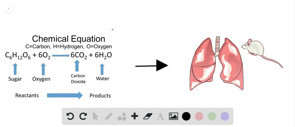 Animals obtain energy through a series of chemical reactions in which ...