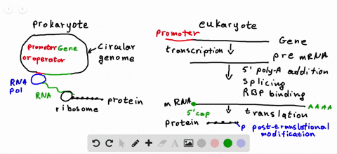 Gene Regulation | Biology for AP Courses | Numera…