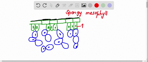 SOLVED:The primary function of the spongy mesophyll is (a) reducing ...