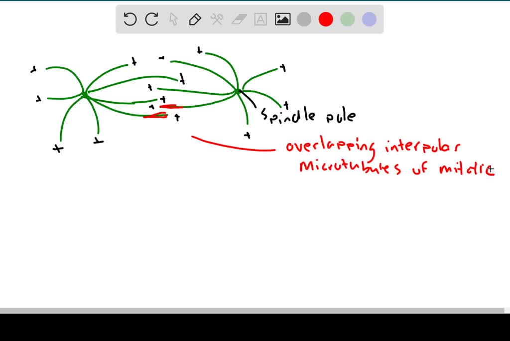 SOLVED:The balance between plus-end-directed and minus-enddirected ...