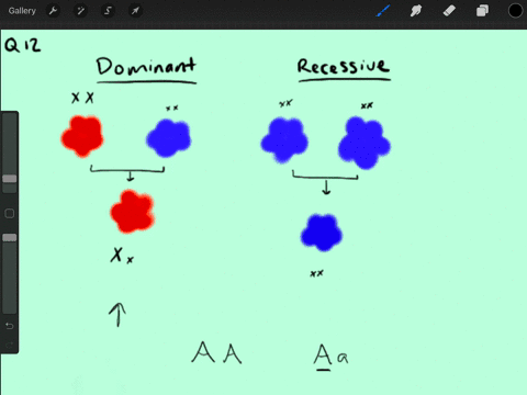 ⏩SOLVED:The inheritance of red hair was discussed in the… | Numerade