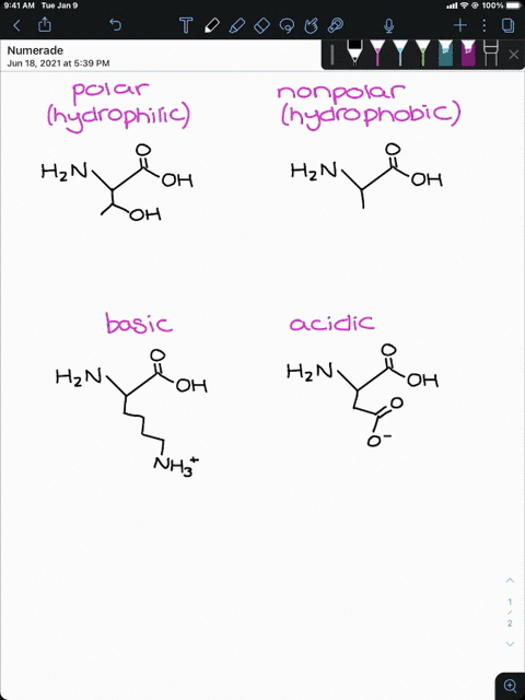 SOLVED:What properties of the side chains (R groups) of amino acids are ...