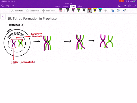 SOLVED: Describe the process that results in the formation of a tetrad ...