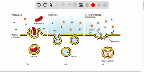 SOLVED:Explain how phagocytosis differs from receptor-mediated ...