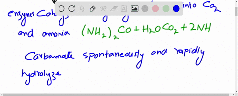 SOLVED:Helicobacter pylori, the bacterium responsible for gastric ...