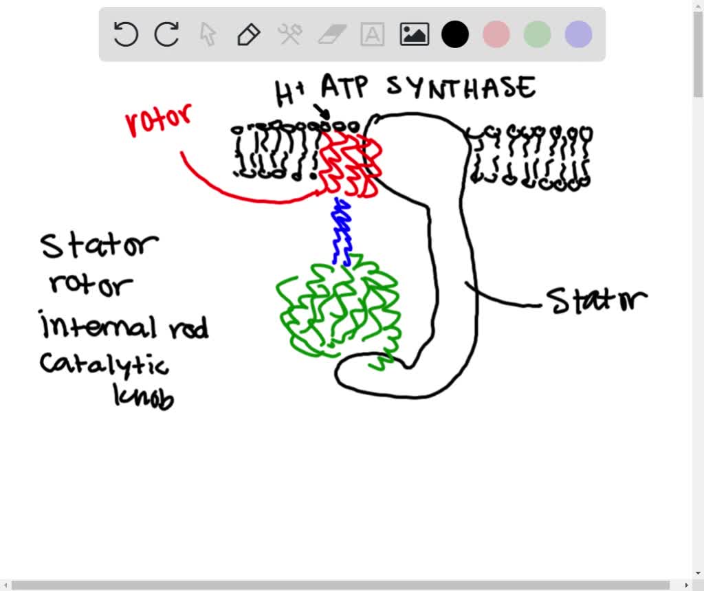 This computer model shows the four parts of ATP synthase, each part ...