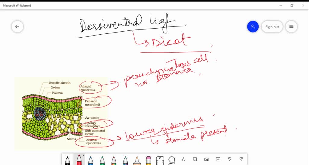 SOLVED Describe The Internal Structure Of A Dorsiventral Leaf With The SOLVED Describe The Internal Structure Of A Dorsiventral Leaf With The
