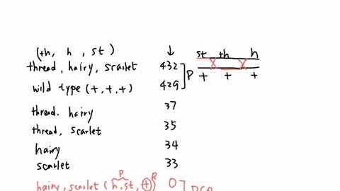 SOLVED:Drosophila females heterozygous for each of three recessive ...
