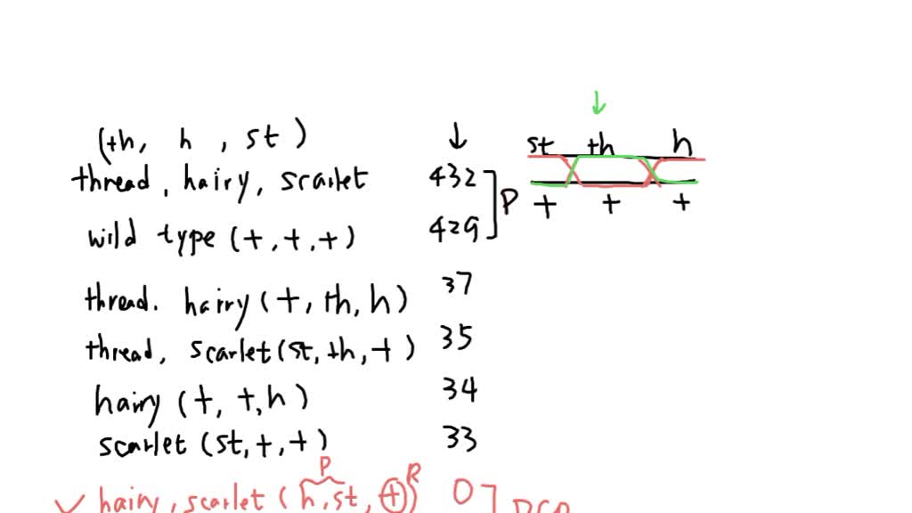 A female Drosophila carries the recessive mutations a and b in ...