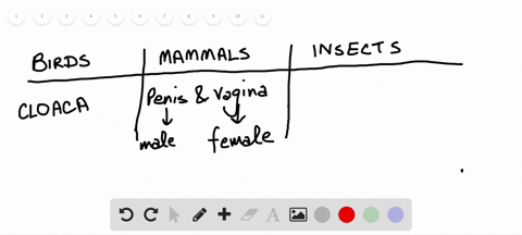 SOLVED:What are the mechanisms that protect and nurture the embryo in ...