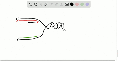 SOLVED:In Figure 12.8, which is the leading strand and which is the ...