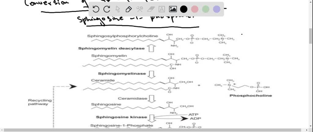 SOLVED:Sphingosine-1-phosphate can serve as a cell signaling molecule ...
