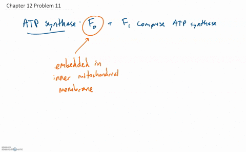 SOLVED:What are the functions of the three structural components of the mitochondrial ATP ...