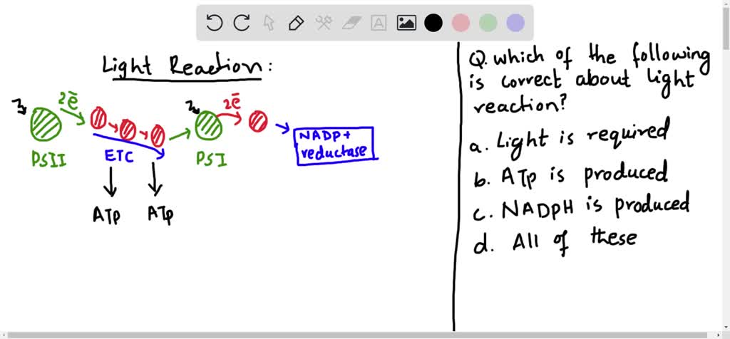SOLVED:The light reactions a. take place in the stroma. b. consist of ...