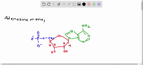 ⏩SOLVED:A deficiency of the enzyme adenine transferase causes a lack ...