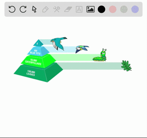 SOLVED: Some freshwater and marine ecosystems exhibit an inverted ...