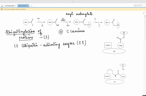 Protein Turnover and Amino Acid Catabolism | Bio…