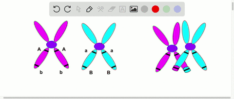 SOLVED:Crossing over mixes up ____________. a. ch…