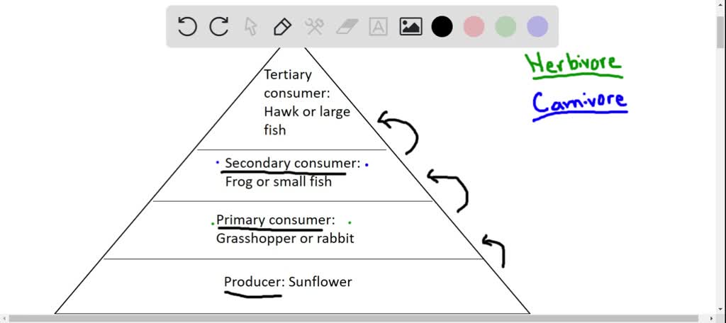 SOLVED:Choose from the terms below. (A) Herbivore (B) Producer (C ...