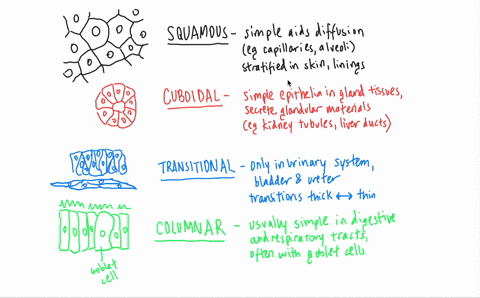 SOLVED:Which type of epithelial cell is found in glands? a. squamous b ...
