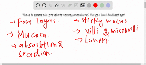 SOLVED:List the four layers of the GI tract walls. What type of tissue ...