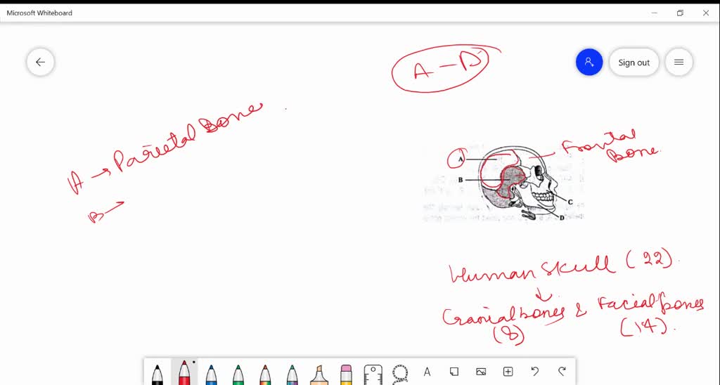 SOLVED:Examine the given diagrammatic view of human skull given below ... SOLVED:Examine the given diagrammatic view of human skull given below ...