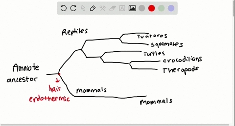 SOLVED:On the phylogenetic tree of amniotes (below), map the ...