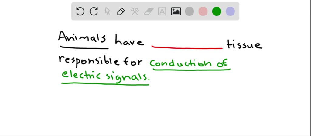 SOLVED:The tissue type common to animals that functions in the ...