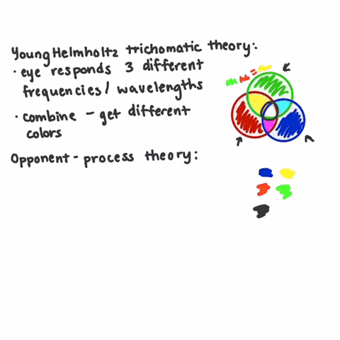 SOLVED:Two theories together account for color vision. The ...
