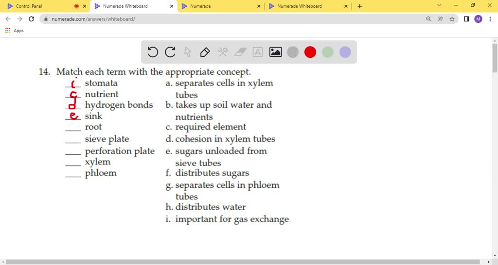 SOLVED:Match each term with the appropriate concept. stomata nutrient ...