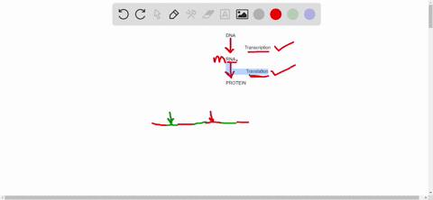 SOLVED:RNA Splicing What is the minimum number of transesterification ...