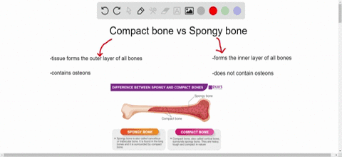 SOLVED:Distinguish among deep fascia, subcutaneous fascia, and ...