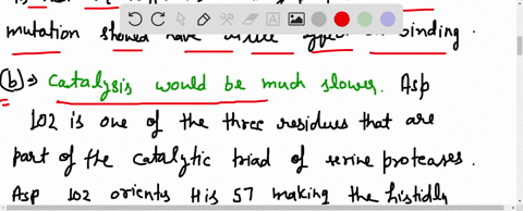 SOLVED:Predict the effect of mutating Asp 102 of trypsin to Asn (a) on ...