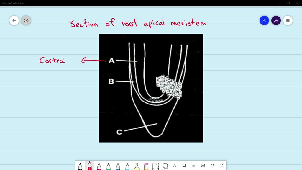 SOLVED:Select the option that correctly identifies the labellings A B ...