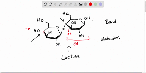 SOLVED:What type of bond joins the molecules in the disaccharide ...