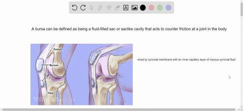 Chapter 19, Musculoskeletal System Video Solutions, Inquiry into Life ...