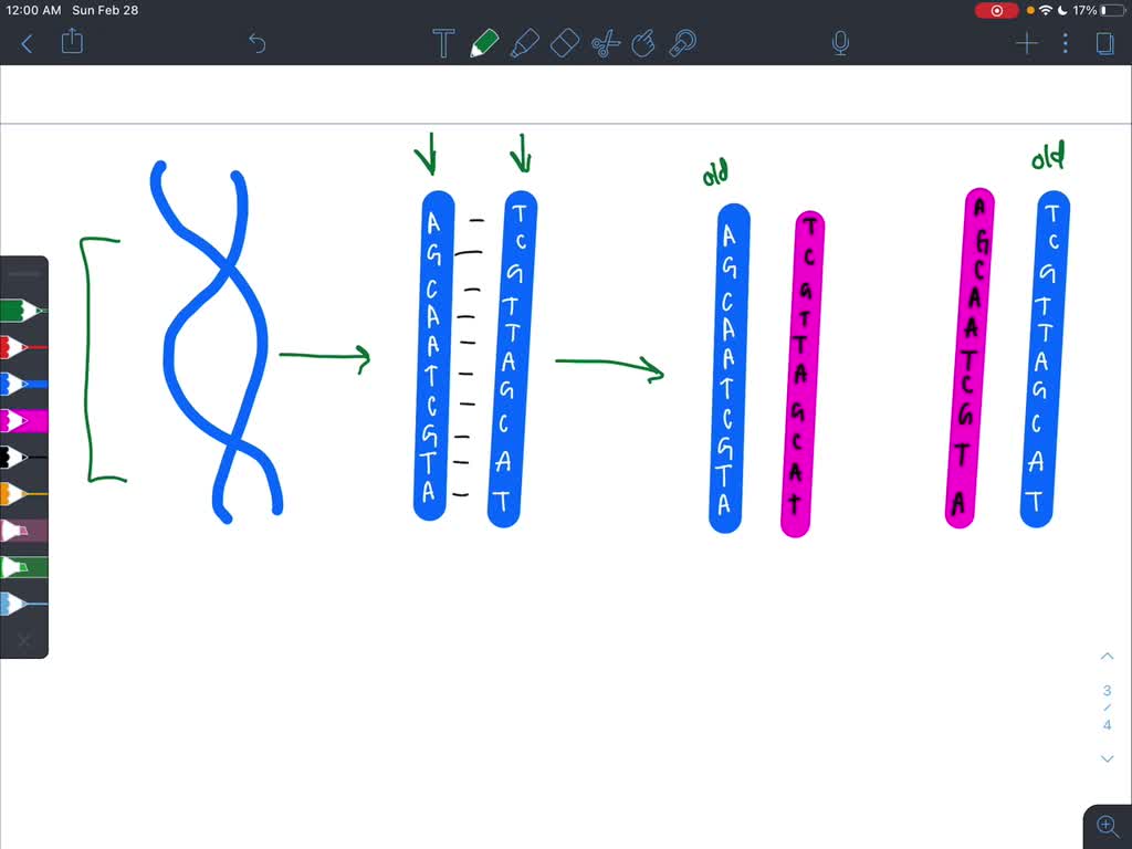 SOLVED:Free nucleotides are added to a growing strand of DNA through a ...