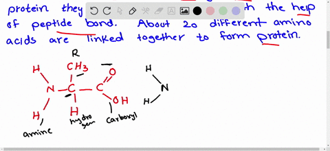 SOLVED:What is a dipeptide? A tripeptide? A polypeptide?
