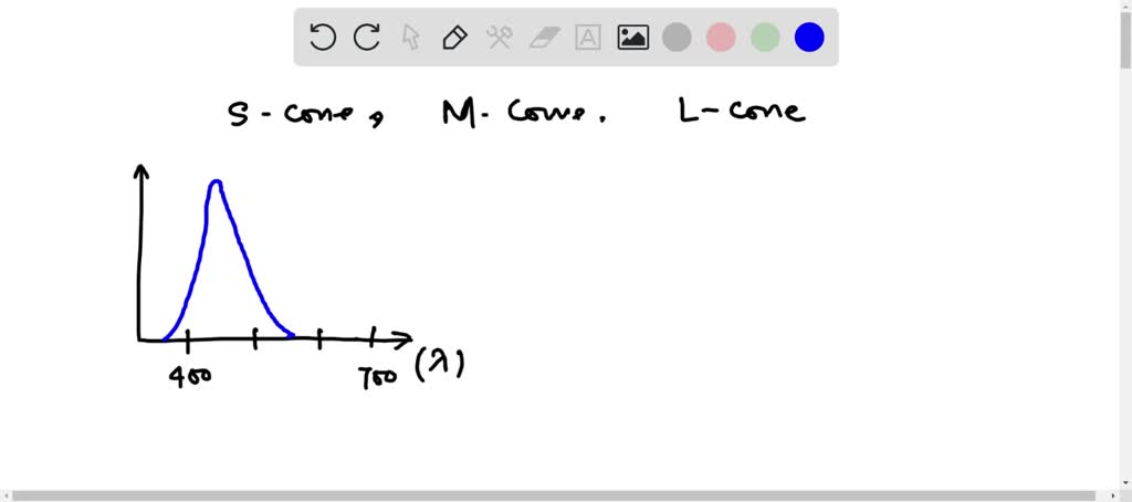 SOLVED:Do the L cones in the retina of the eye respond to just a single ...
