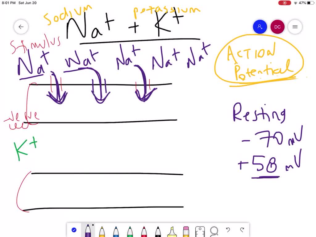 SOLVED:What happens across the membrane of an electrically active cell is a dynamic process that ...
