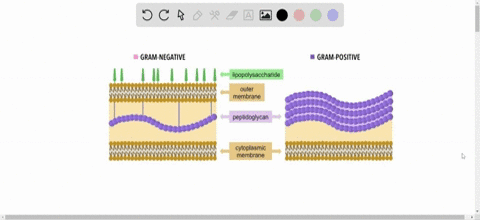 SOLVED:Prokaryotes stain as Gram-positive or Gram-negative because of ...