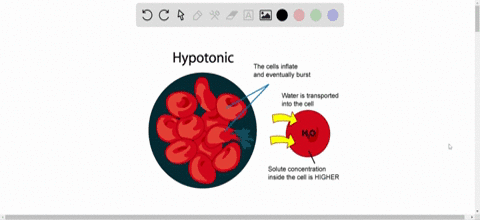 SOLVED:Facilitated diffusion differs from diffusion in that facilitated ...