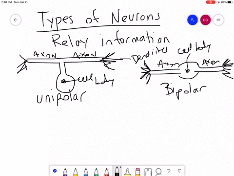 SOLVED:Which type of neuron, based on its shape, is best suited for ...