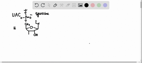 ⏩SOLVED:Draw the complete structure of the ribonucleotide codon UAC ...