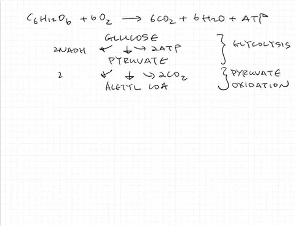 SOLVED:Which of the following processes is (are) required for the ...